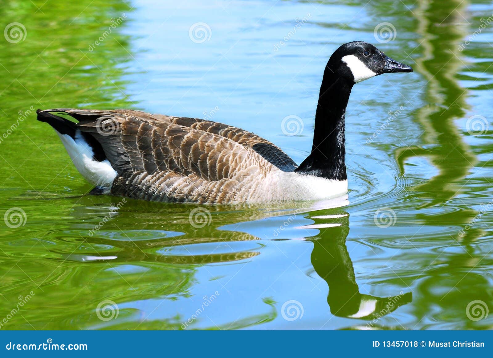 Canada goose on water stock photo. Image of green, plumage - 13457018