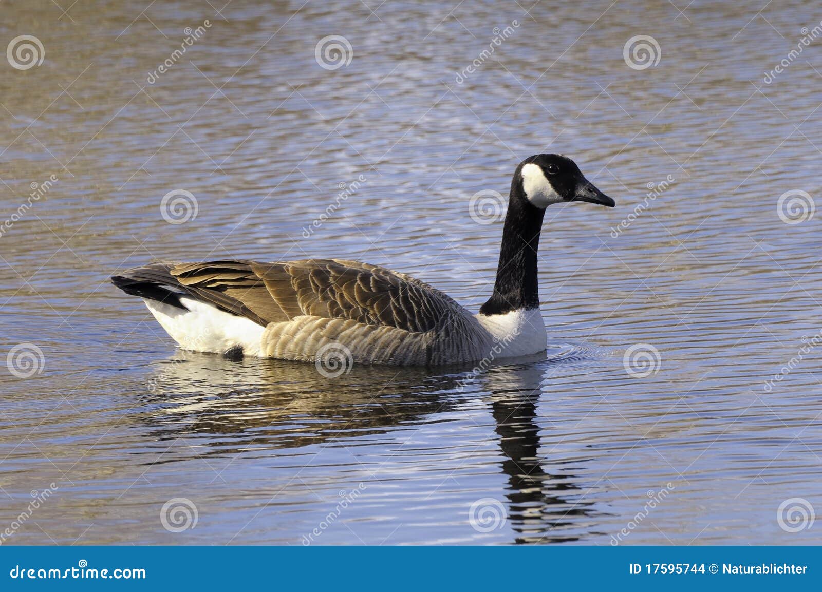 Canada Goose in Water stock photo. Image of swimming - 17595744