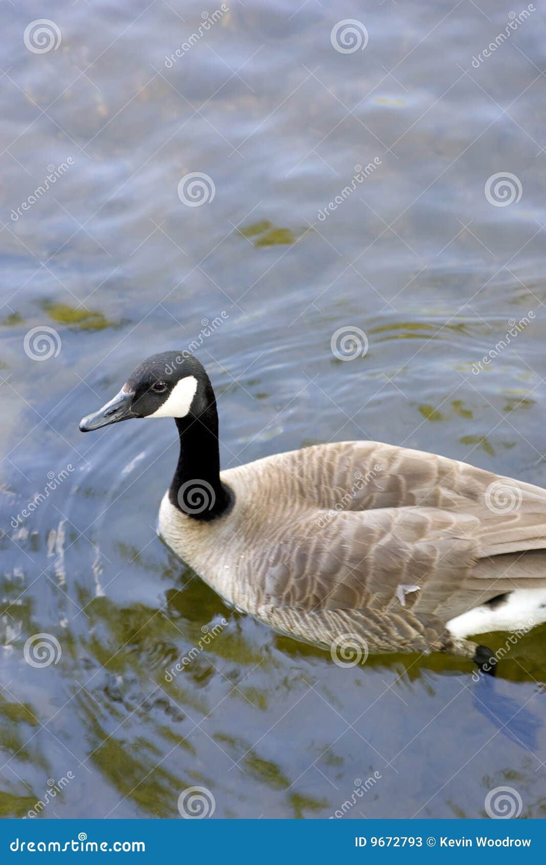 Canada goose in water stock image. Image of animal, black - 9672793