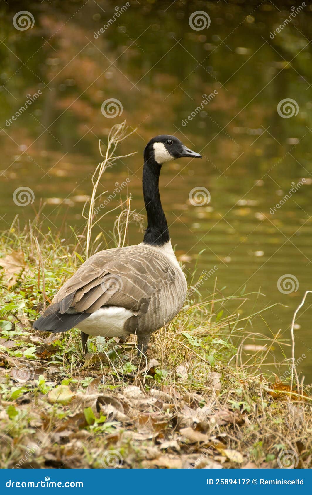 Canada Goose by Water in Autumn Stock Photo - Image of water, brown ...