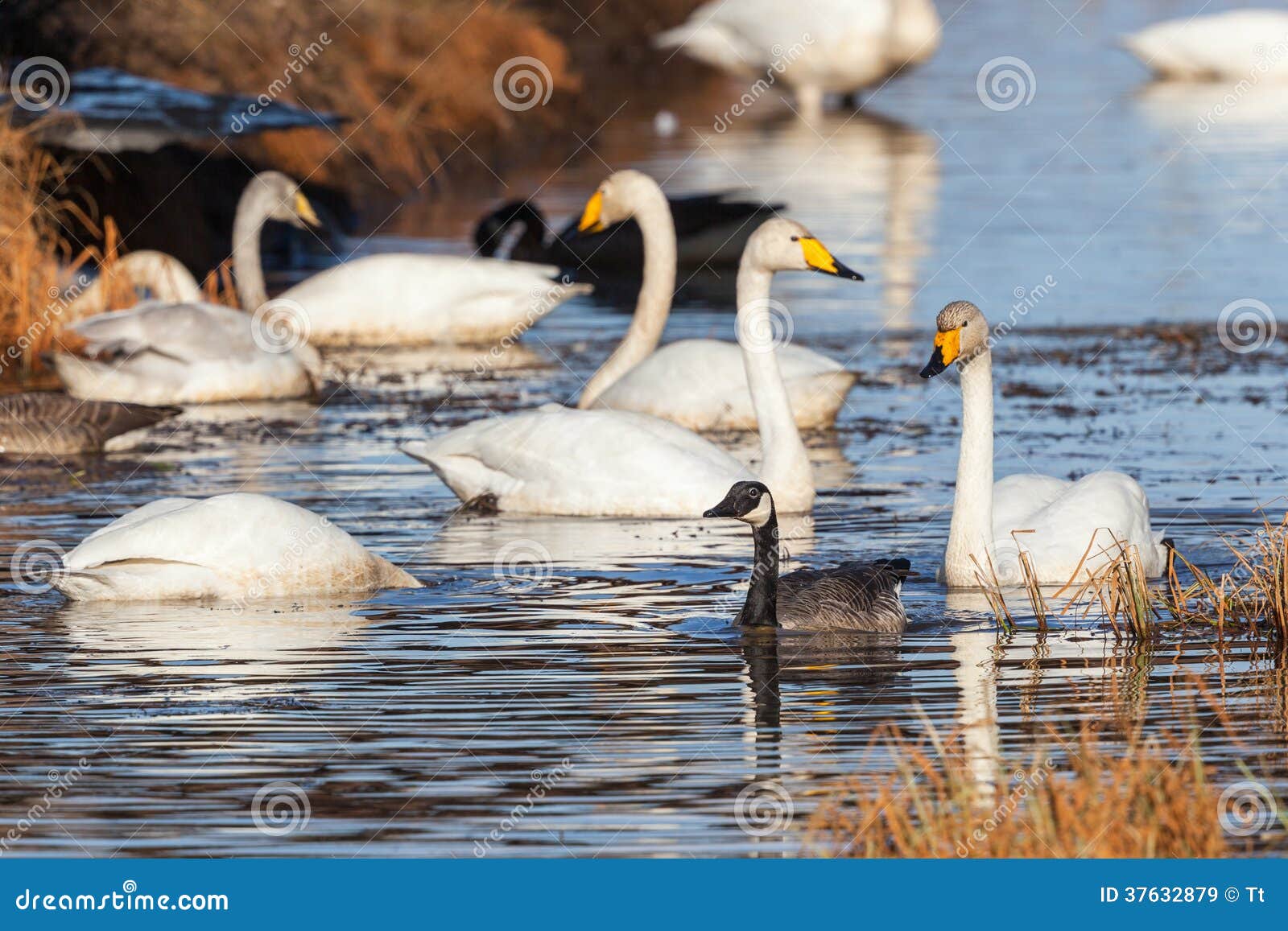 Canada Goose and Whooper Swan Stock Image - Image of swan, nature: 37632879