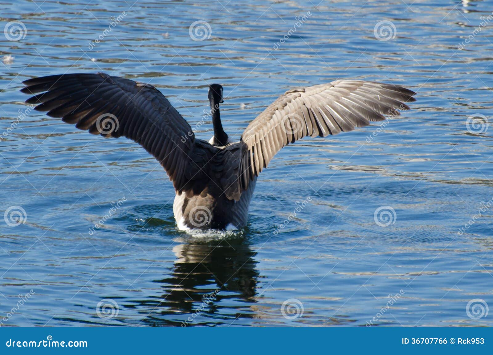 Canada Goose with Wings Outstretched Stock Photo - Image of lake ...