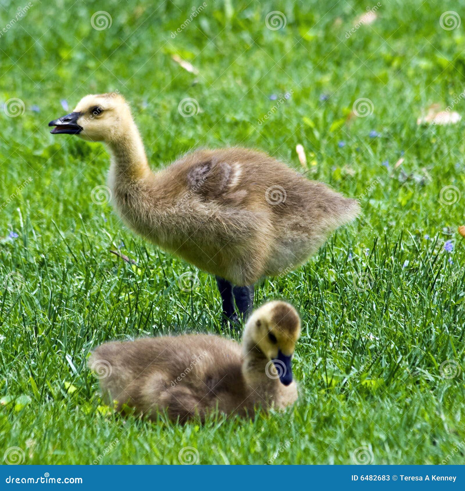 Canada Goslings stock image. Image of geese, fuzzy, waterfowl - 6482683