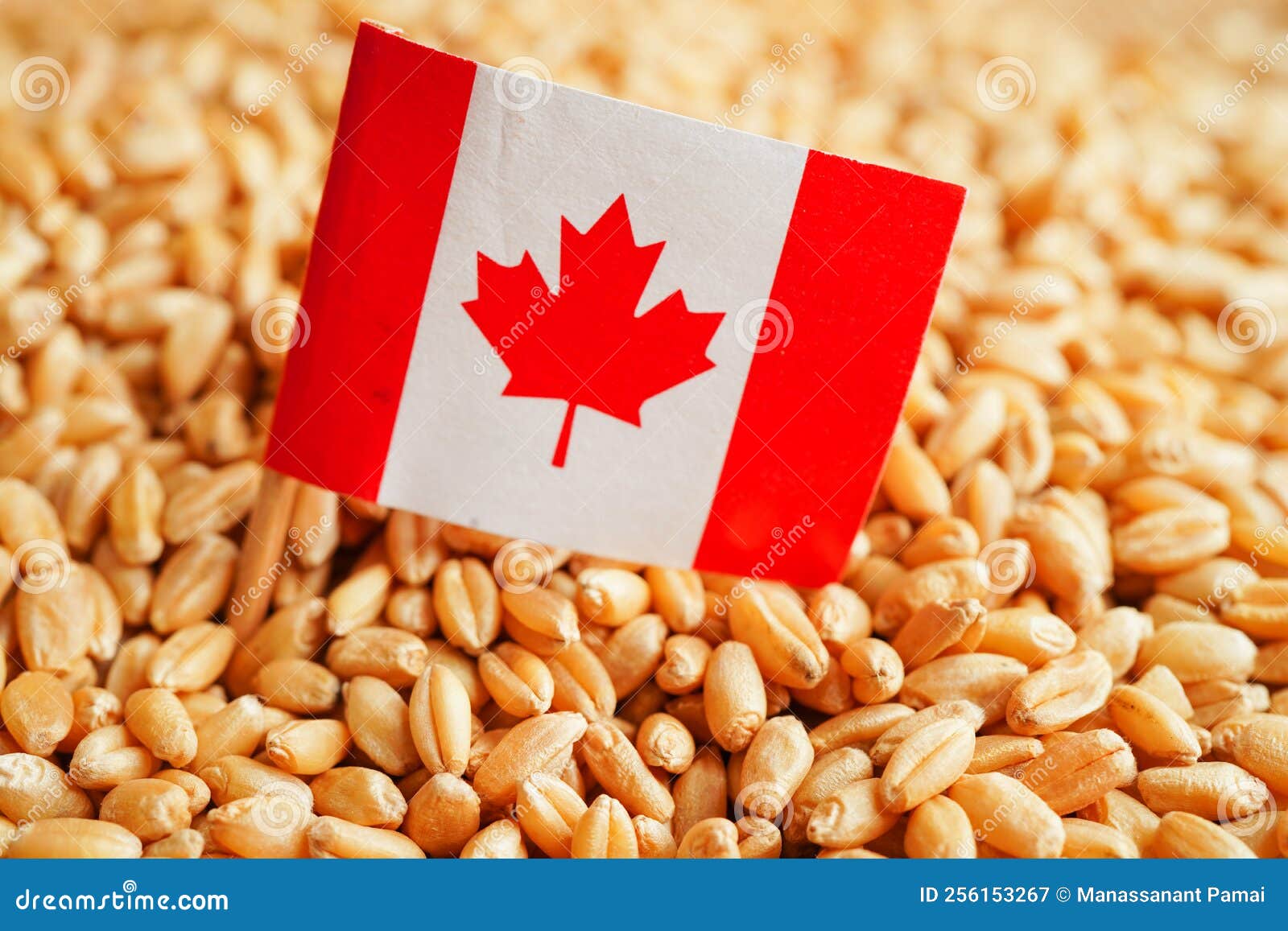 Canada on Grain Wheat, Trade Export and Economy Concept Stock Image ...