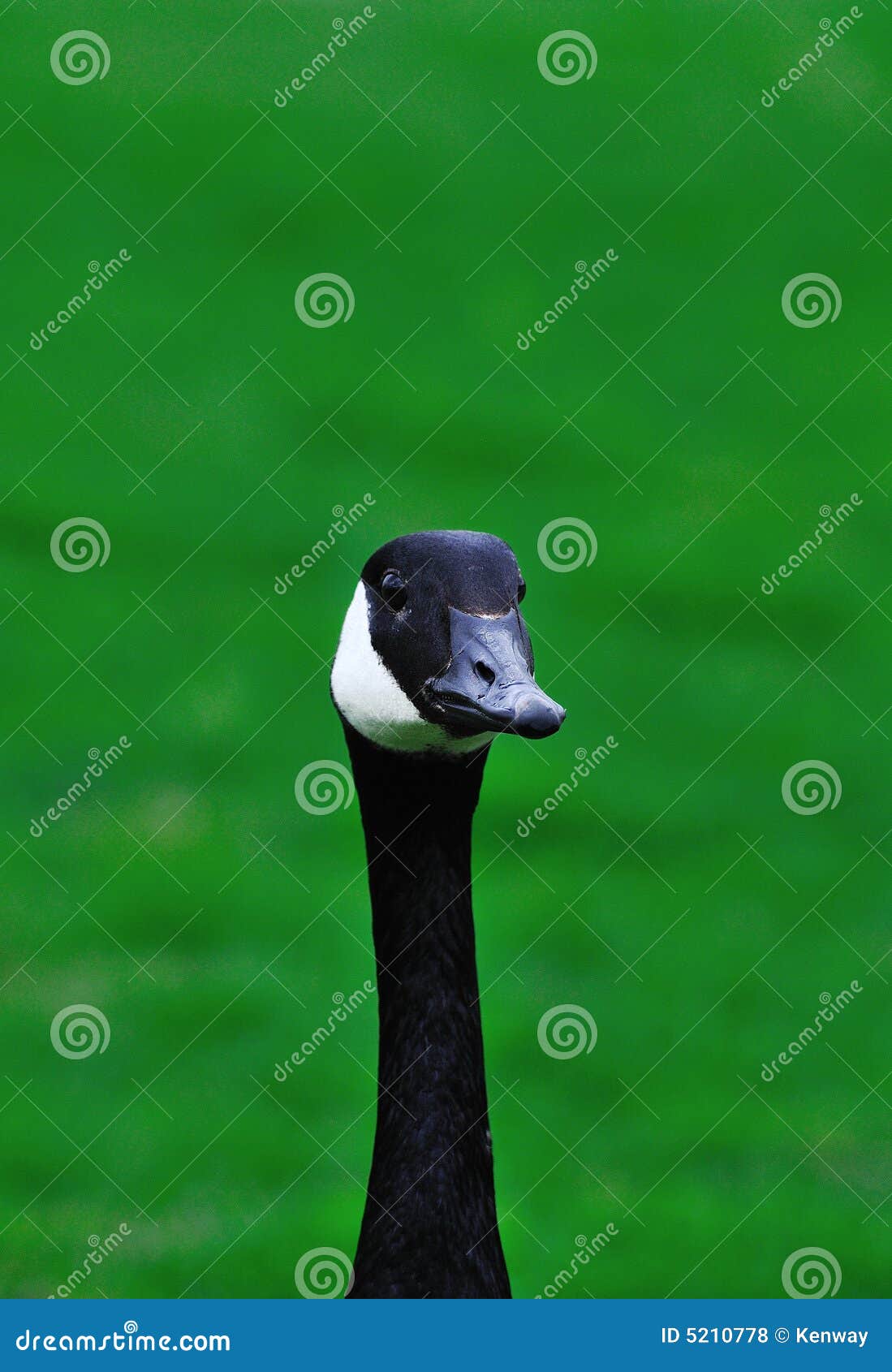 Canada loonie stock photo. Image of longneck, lonely, fortune - 5210778