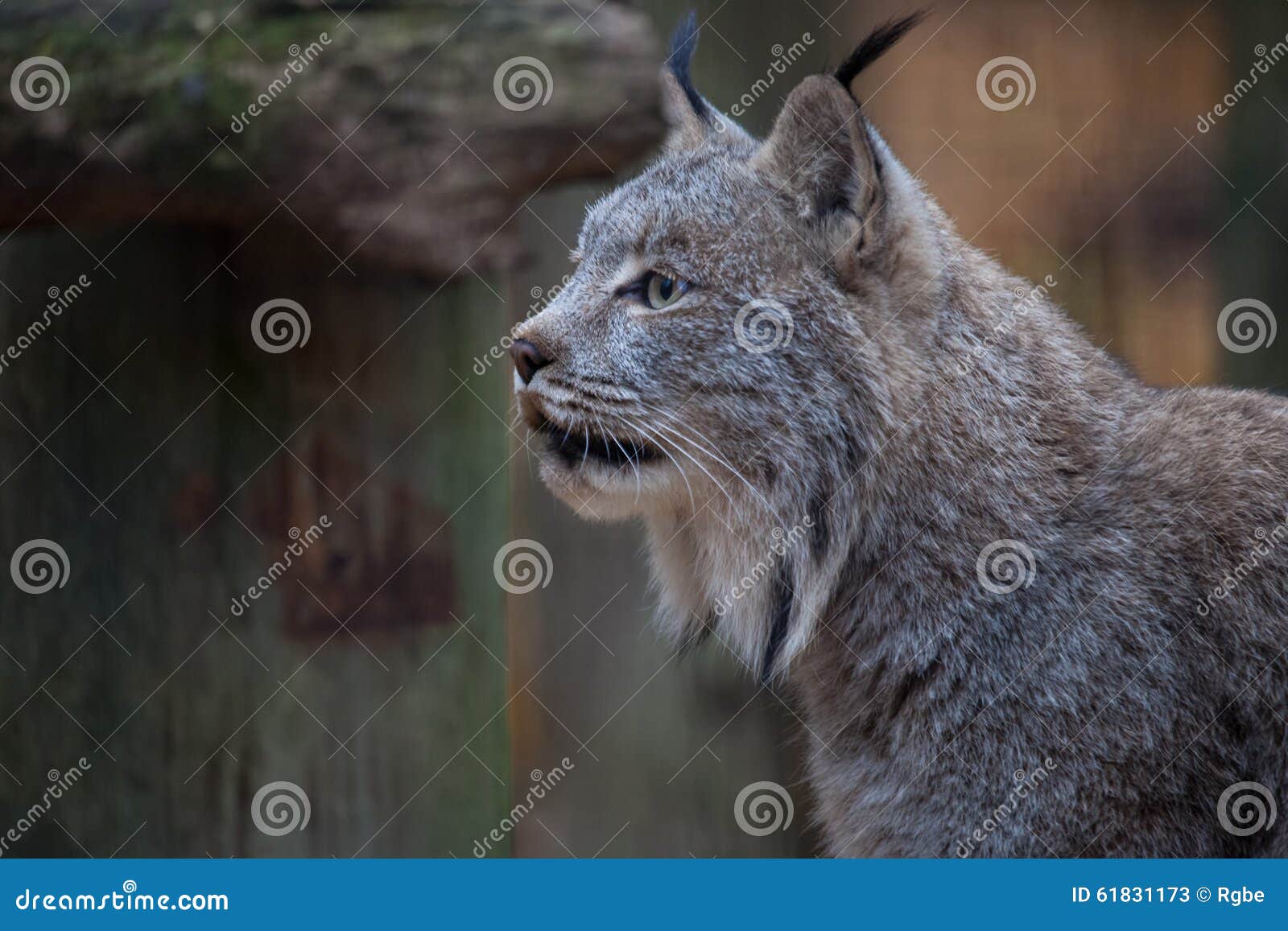 Canada lynx stock image. Image of face, canada, white - 61831173