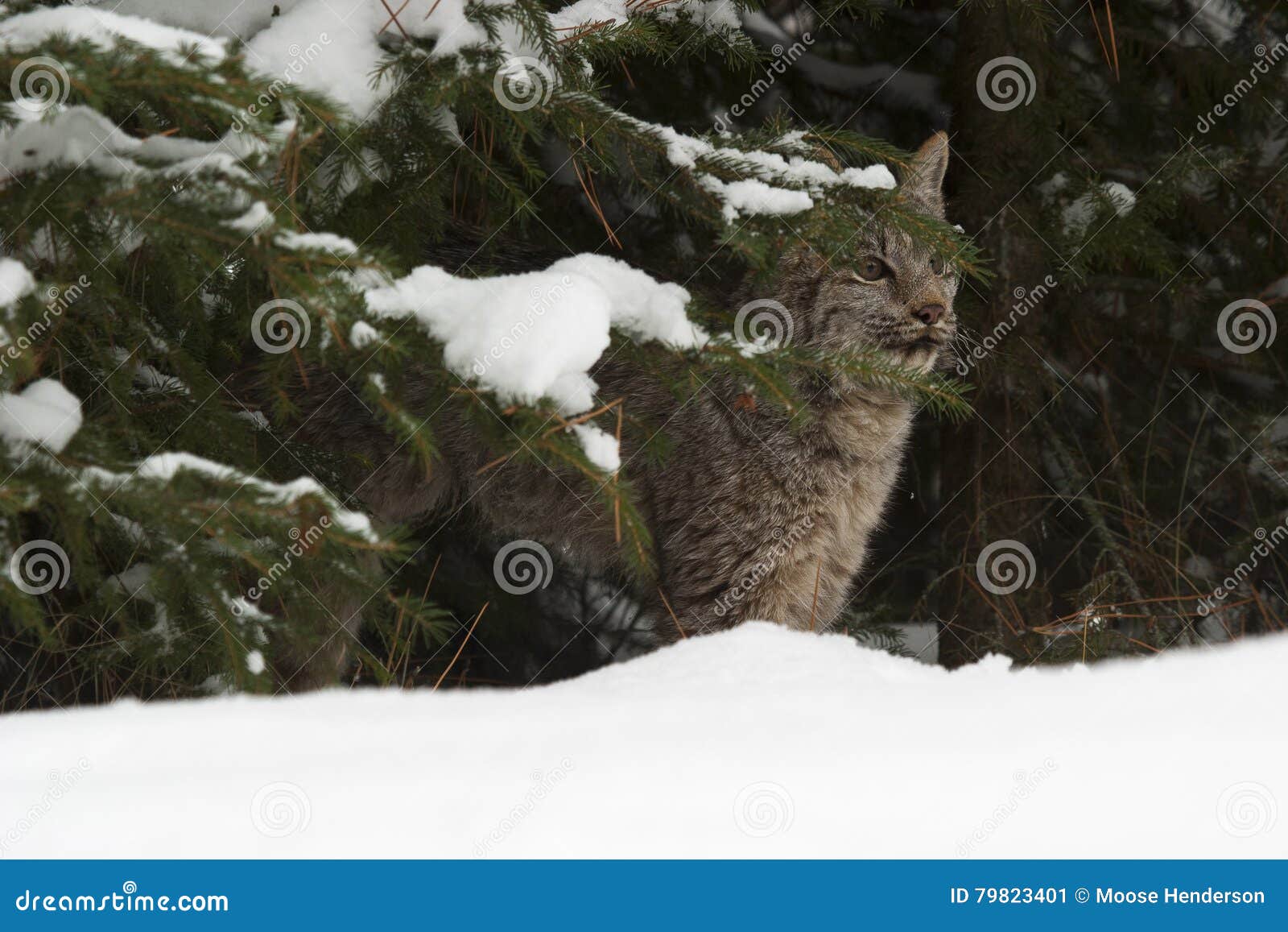 Canada Lynx Hiding in Pine Trees in Deep Snow Stock Image - Image of ...