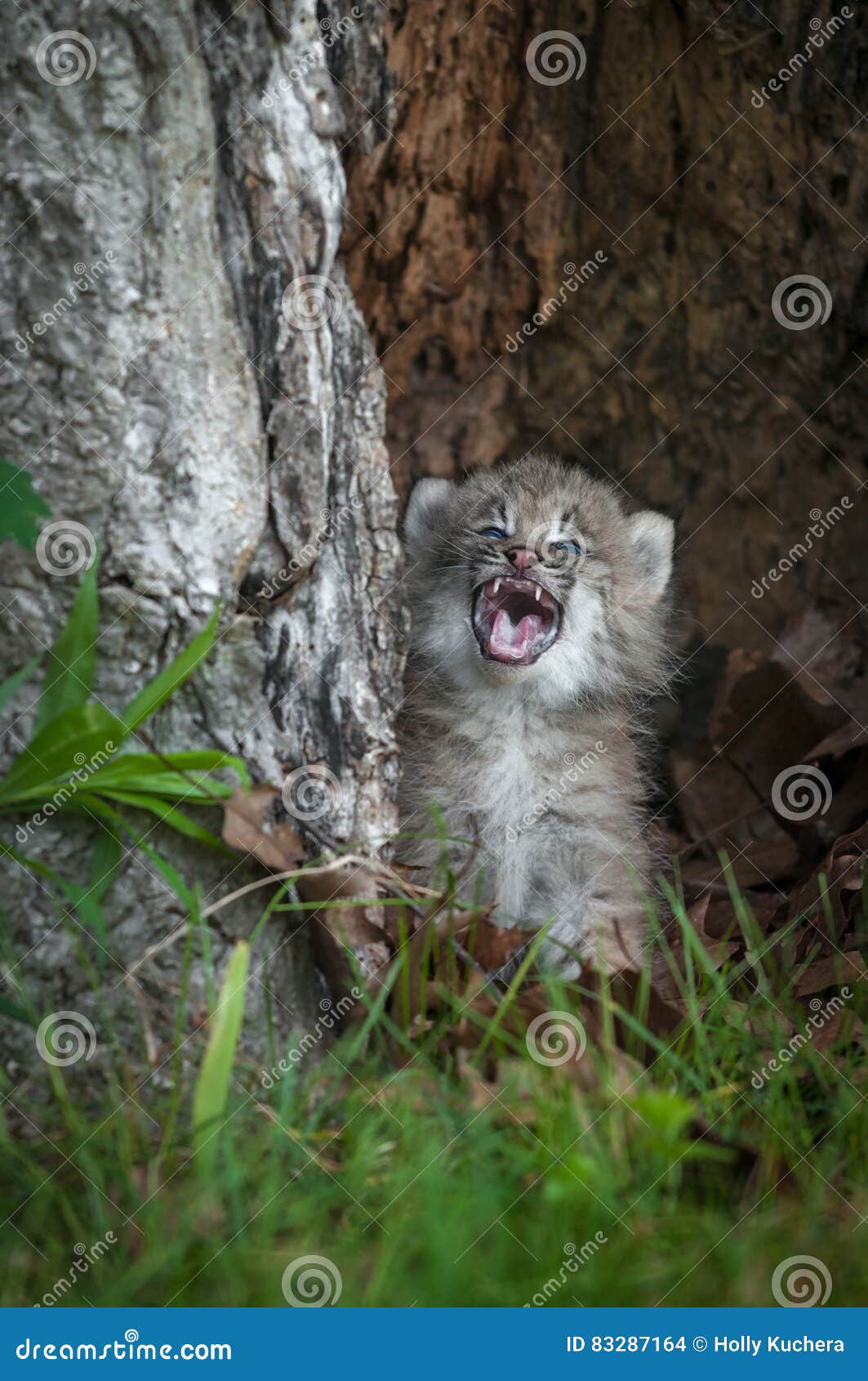 Canada Lynx Lynx Canadensis Kitten Crying Stock Photo - Image of ...