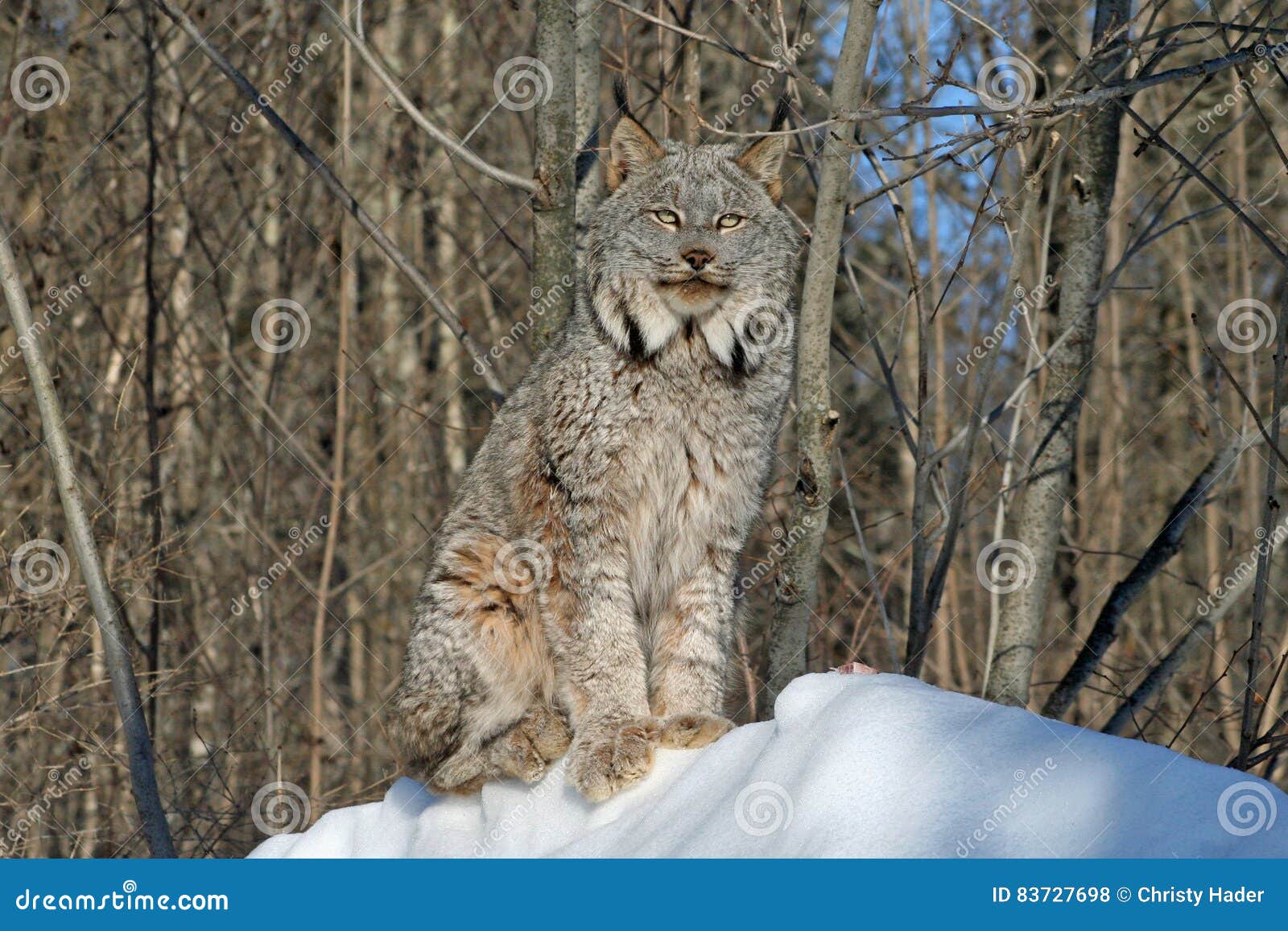 Canada Lynx in the Snow stock photo. Image of beautiful - 83727698