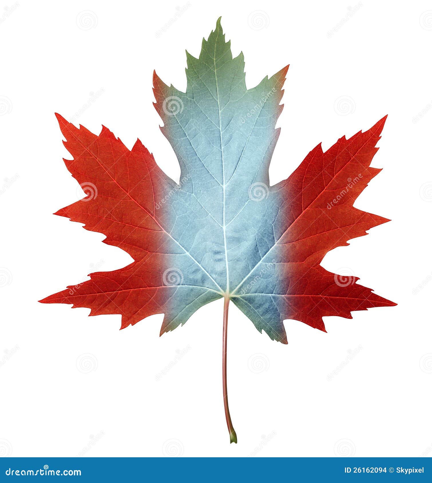 Canada Maple Leaf stock photo. Image of painted, environment - 26162094