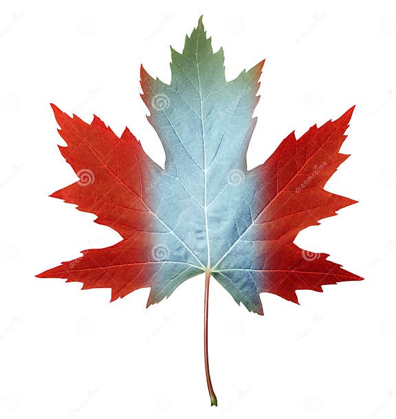 Canada Maple Leaf stock photo. Image of painted, environment - 26162094