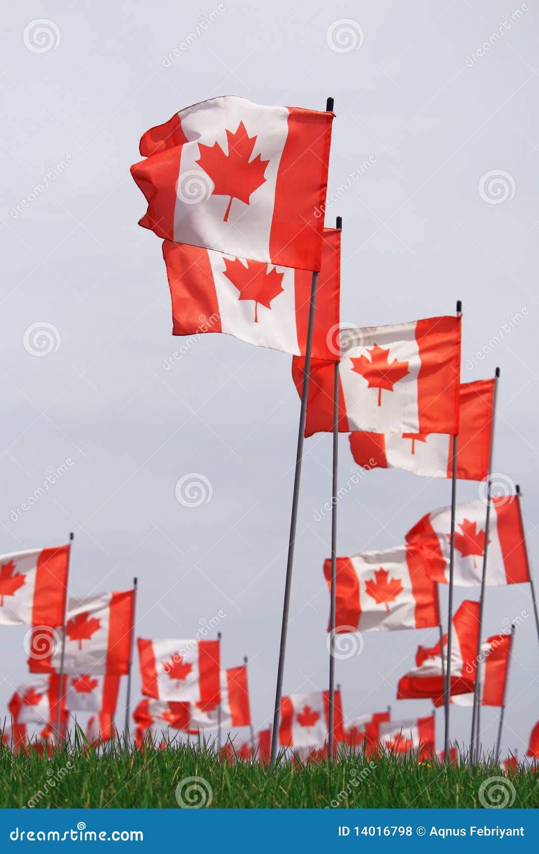 Canada Maple Leaf Flag stock photo. Image of patriot - 14016798