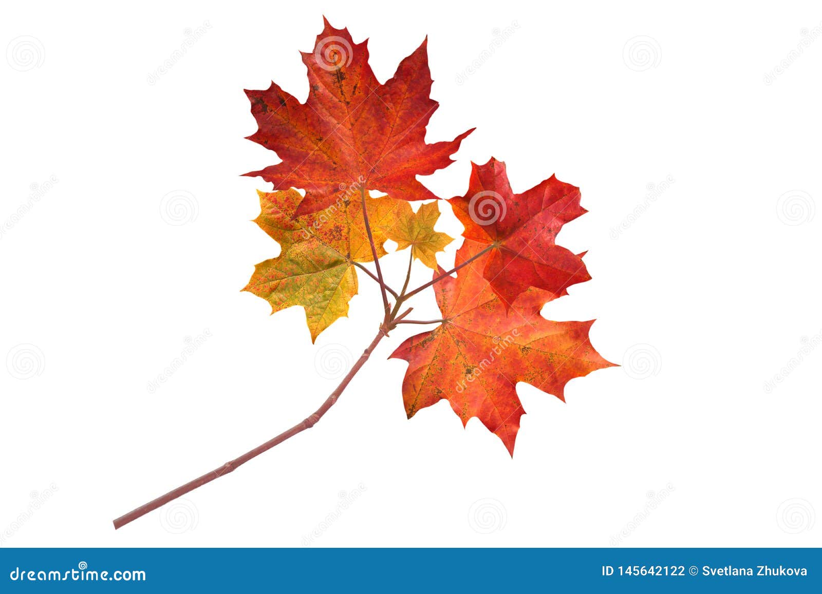 Canada Maple Tree Red Autumn Branch Isolated on White Stock Photo ...
