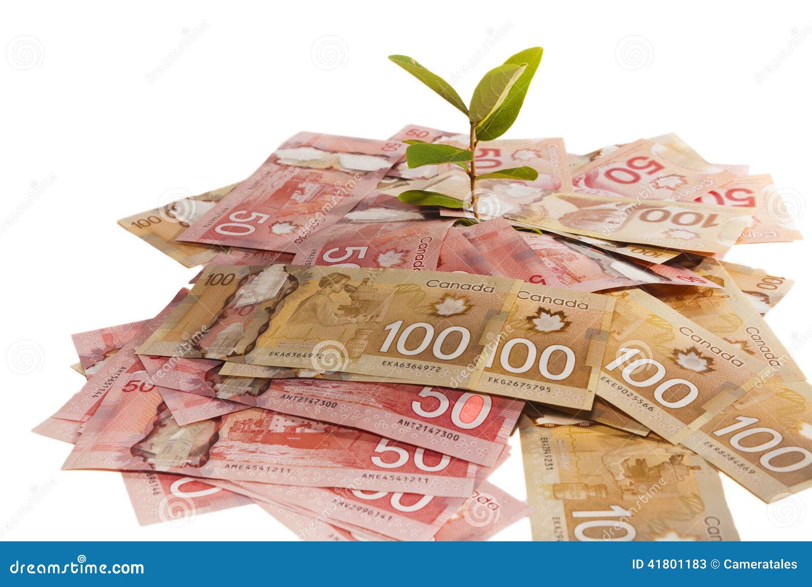 Canadian Money Tree