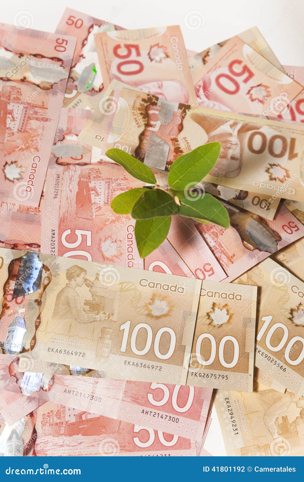 Canada Money Tree stock photo. Image of tree, investing - 41801192