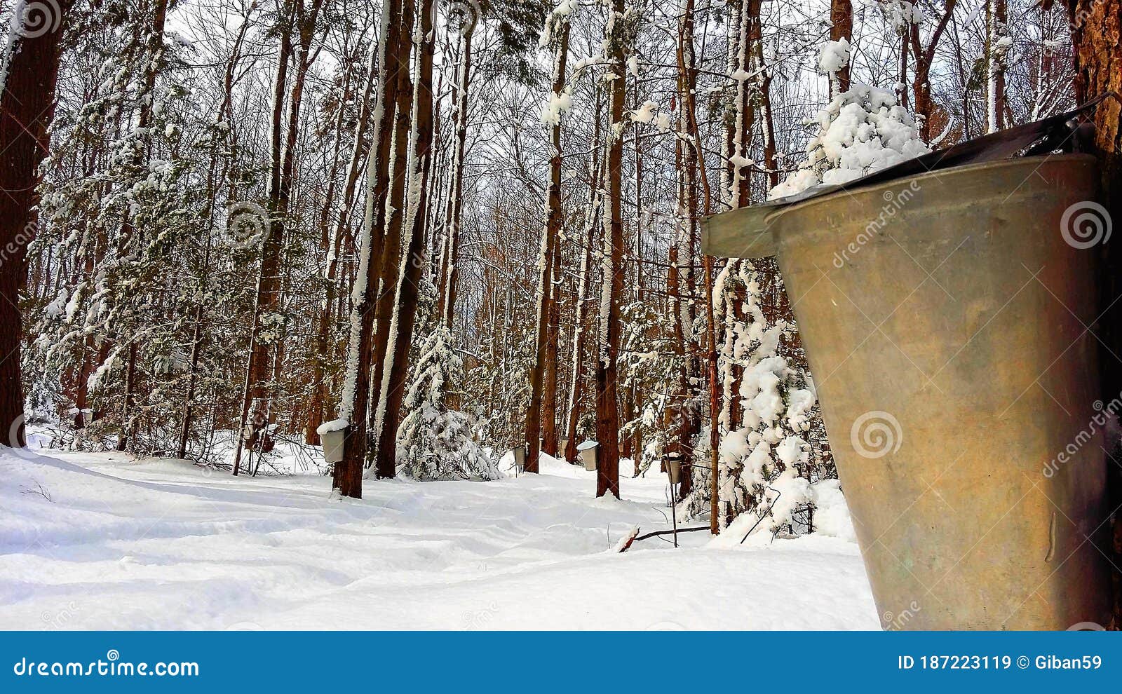 Canada, Province of Quebec, Maple Forest Stock Image - Image of ...