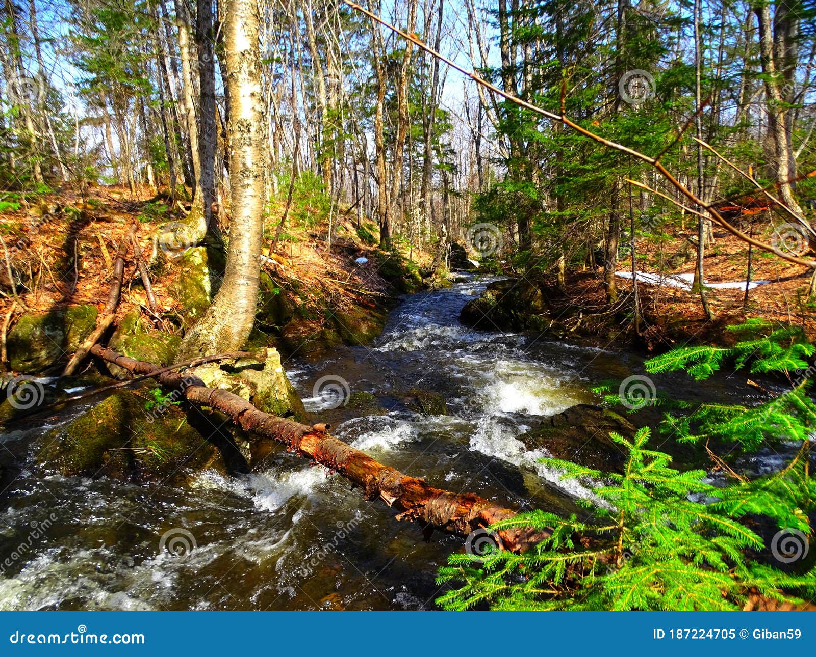 Canada, Province of Quebec, Maple Forest Stock Image - Image of brown ...