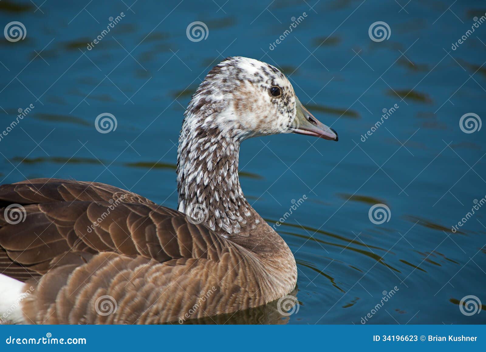 Canada Snow Goose stock image. Image of wing, stream - 34196623