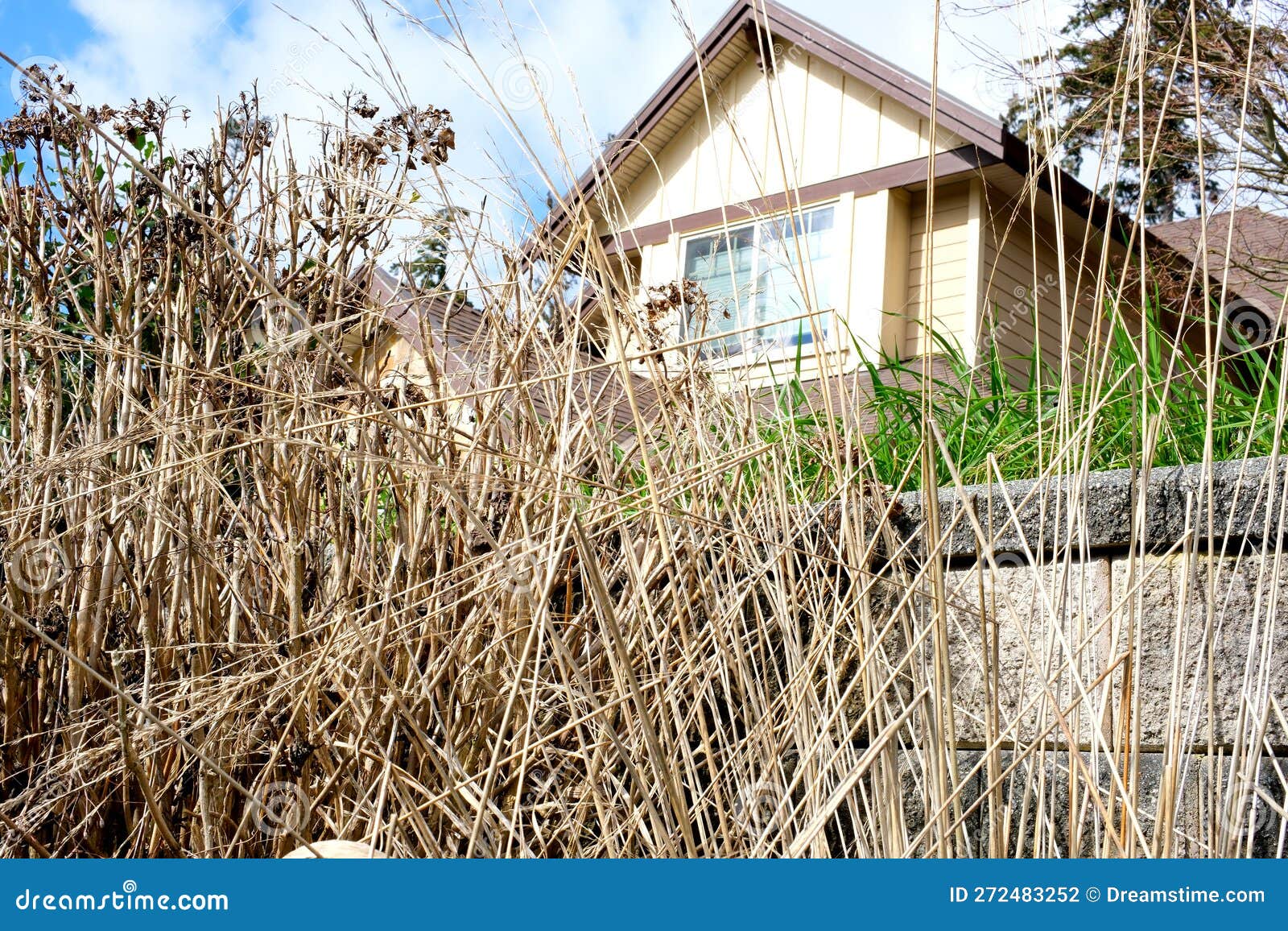 Canada Surrey Spring River Suburb Nature Stock Photo - Image of house ...