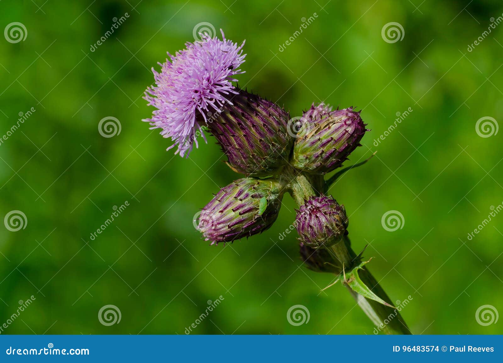 Canada Thistle - Cirsium Arvense Stock Photo - Image of canada, flora ...