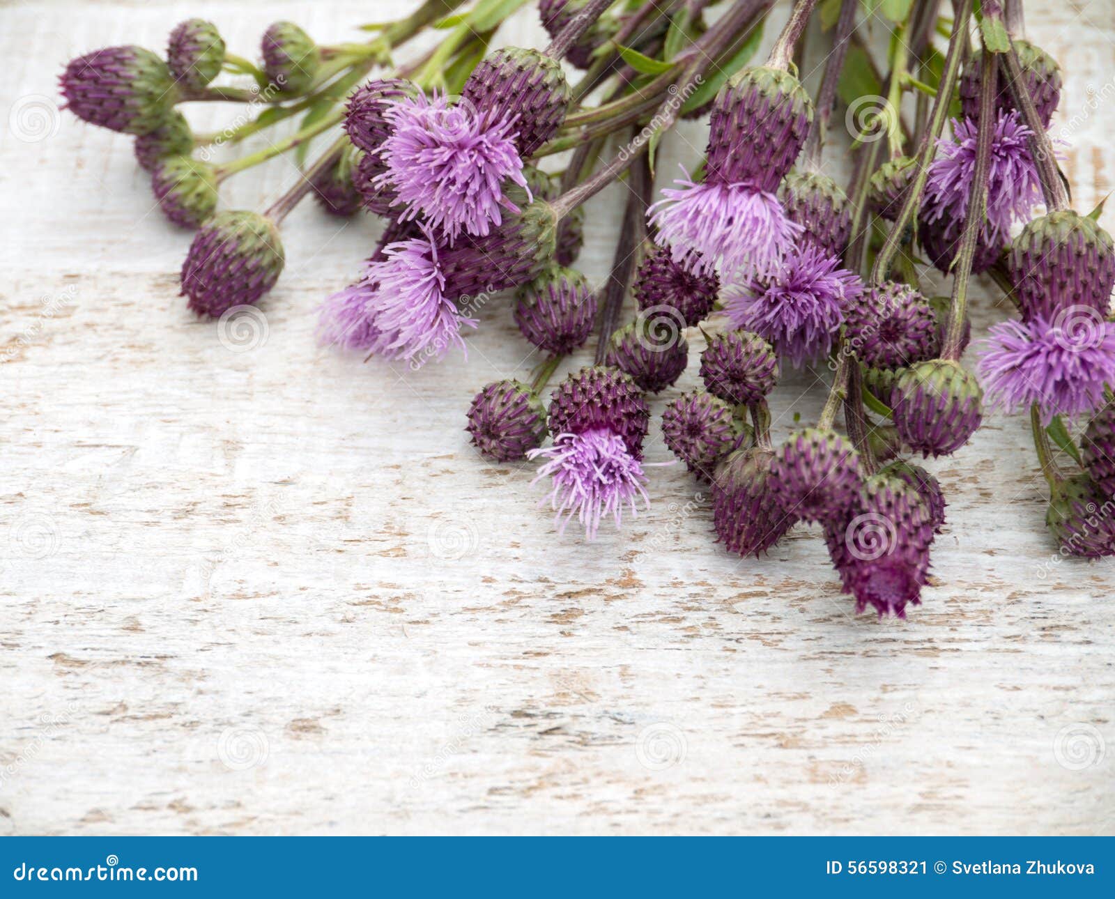 Weed Flowers In Vintage Color Style On Mulberry Paper Texture Stock ...