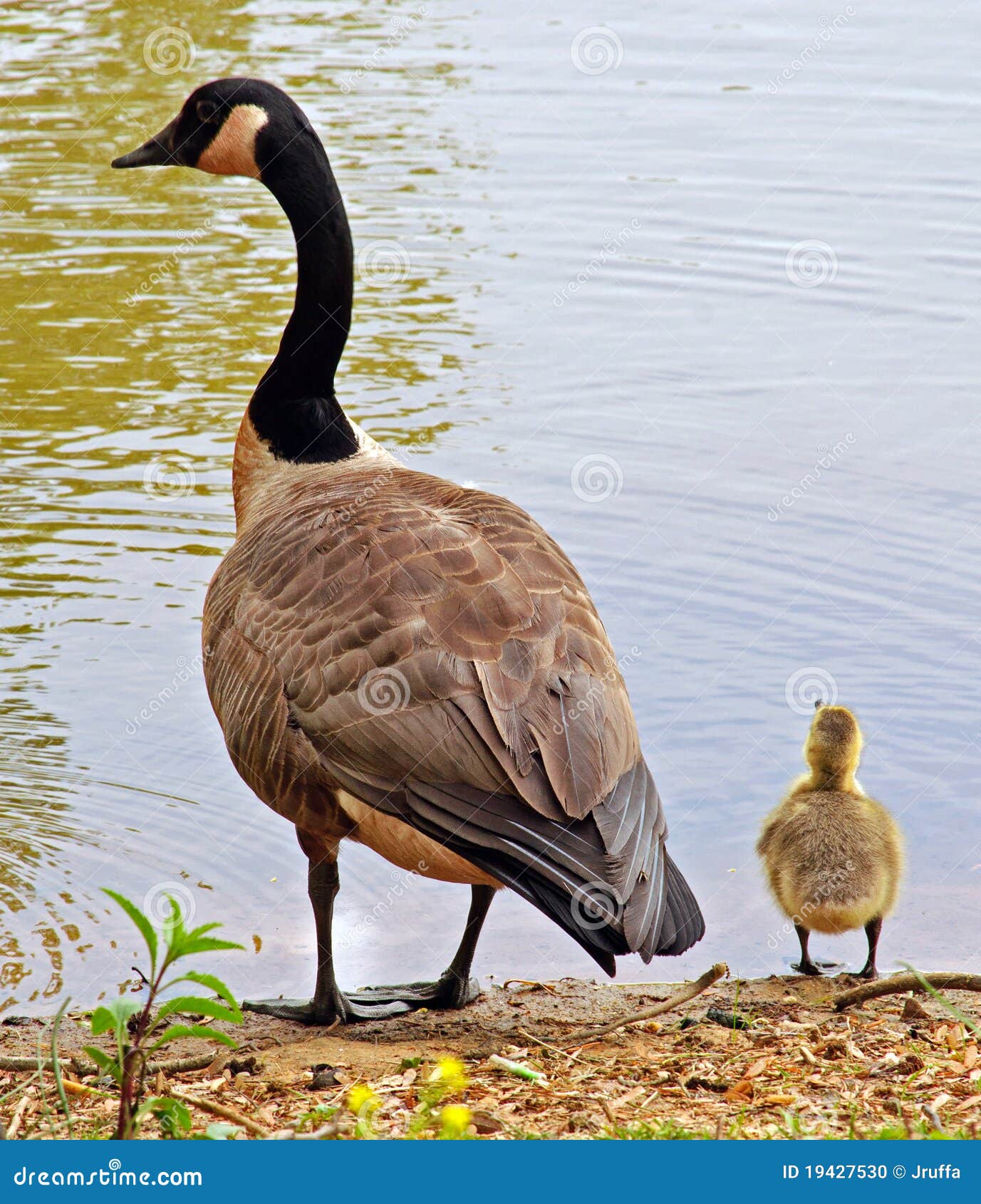 Canadees Gans en Gansje stock foto. Image of webbed, leuk - 19427530