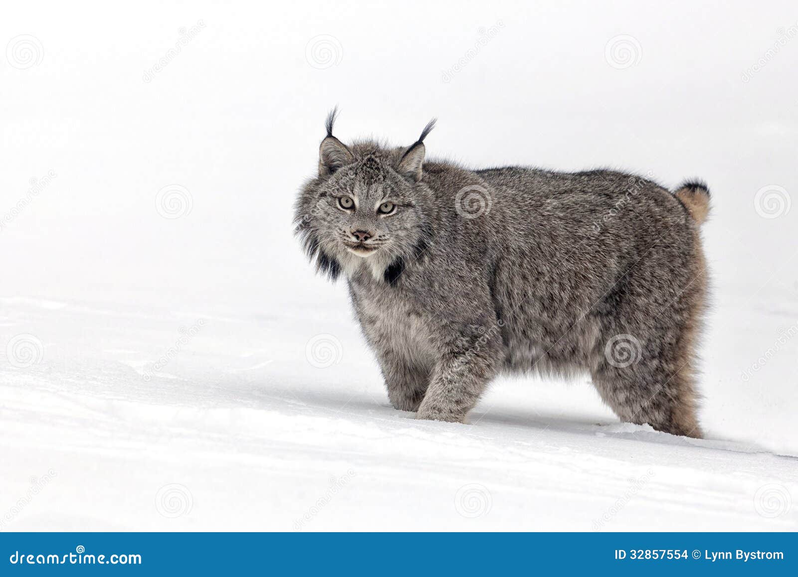 Canadese Lynx stock foto. Image of poten, sneeuw, milieu - 32857554