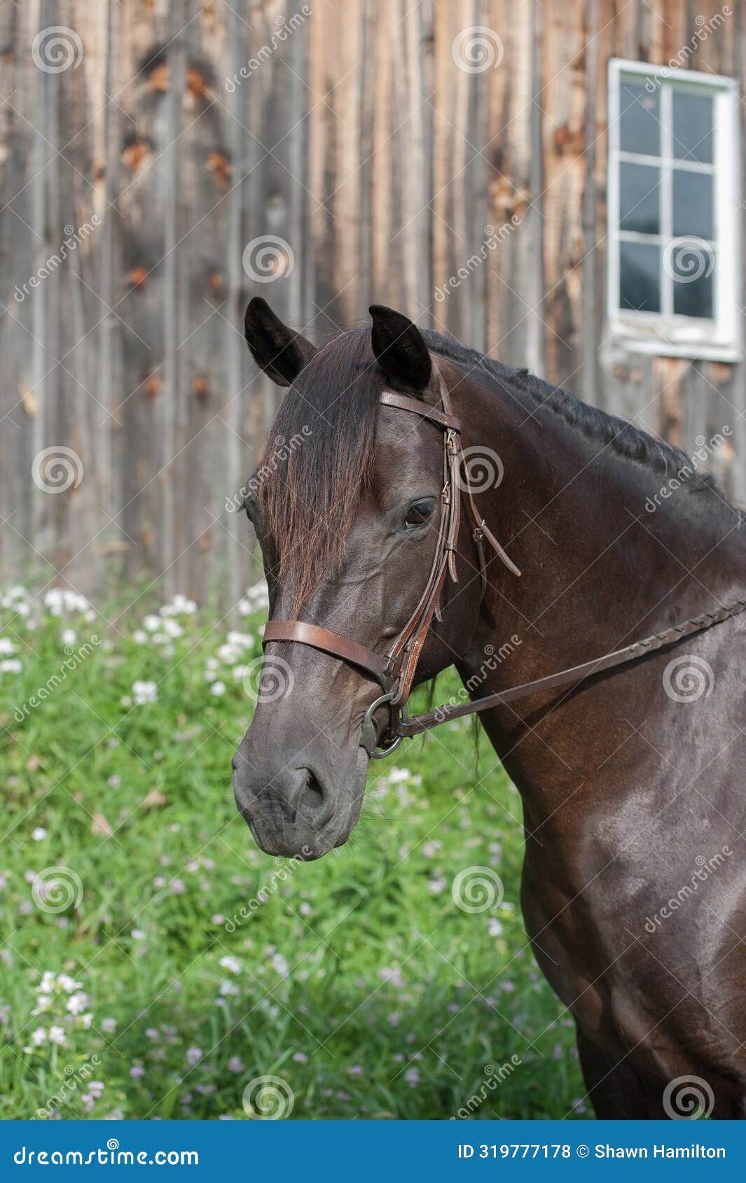 Portrait of Purebred Canadian Horse Head Shot of Black Horse with Black ...