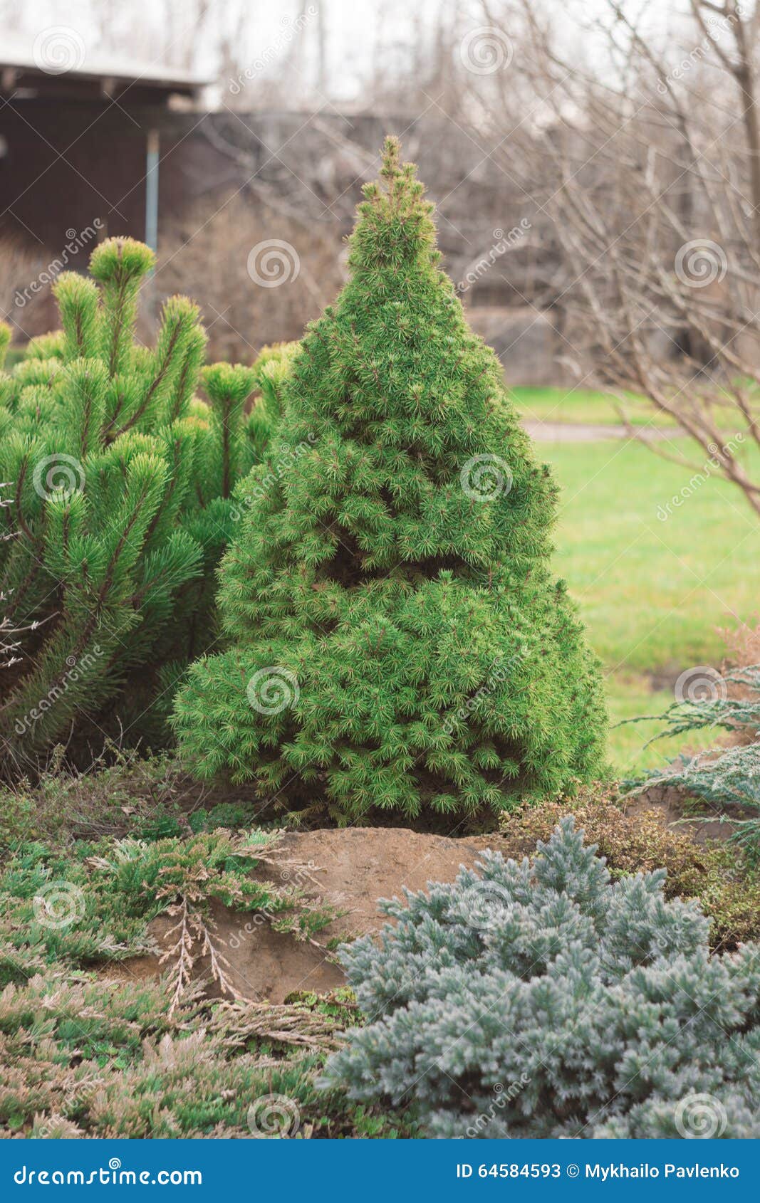 Canadian Alpine Spruce on Decorative Hill Stock Image - Image of effect ...