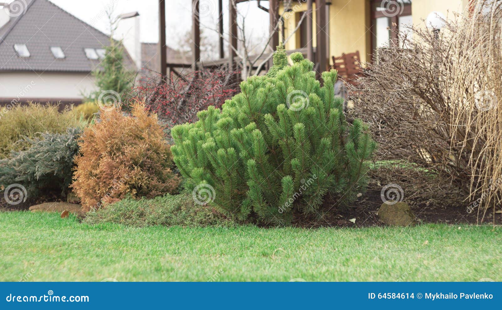 Canadian Alpine Spruce on Decorative Hill Stock Photo - Image of facing ...