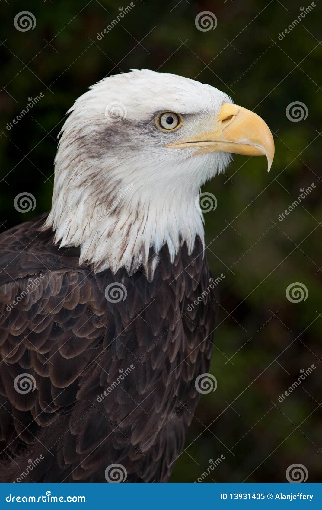 Canadian Bald Eagle stock image. Image of brown, predator - 13931405