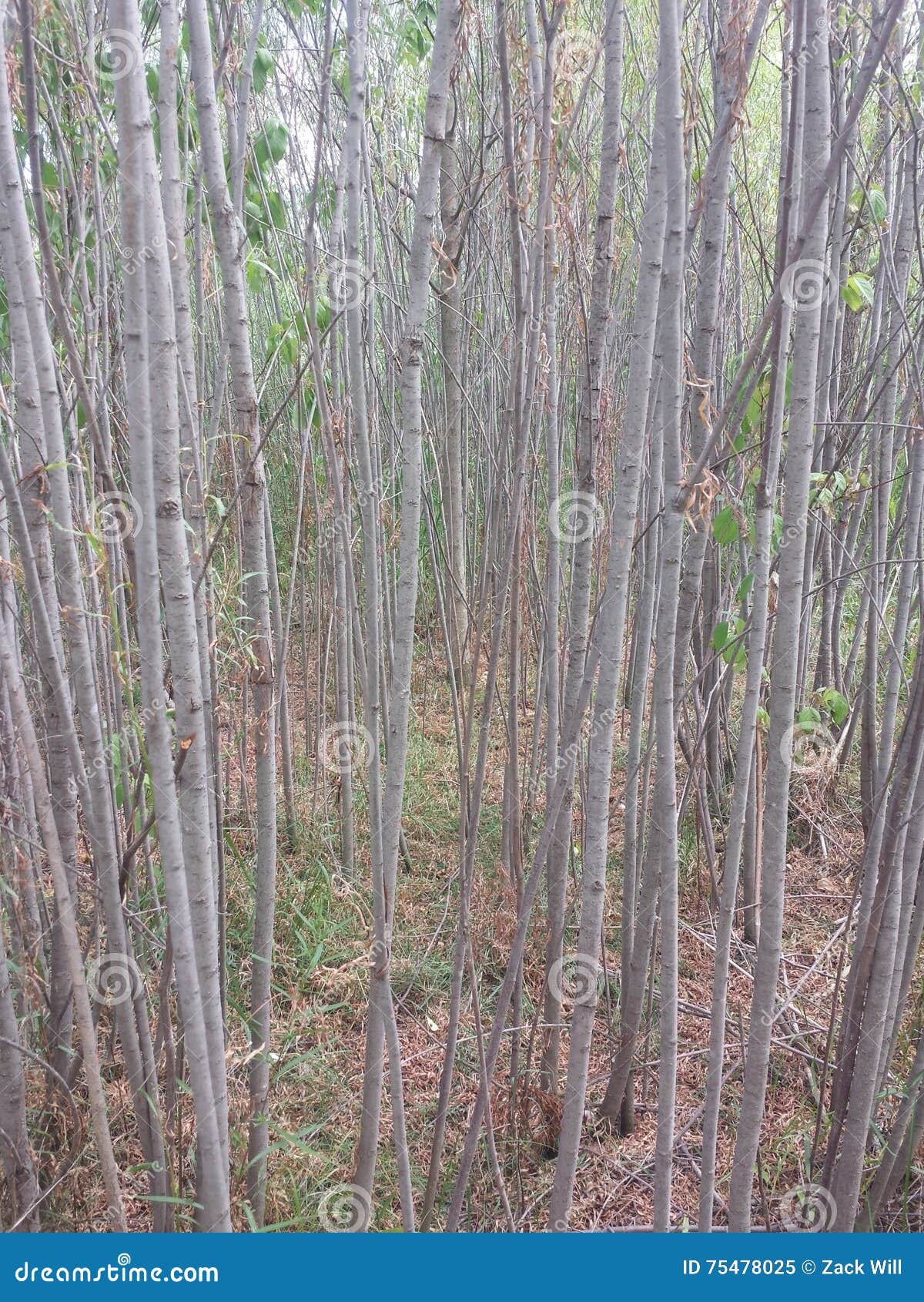 Canadian bamboo stock image. Image of forest, like, bamboo - 75478025