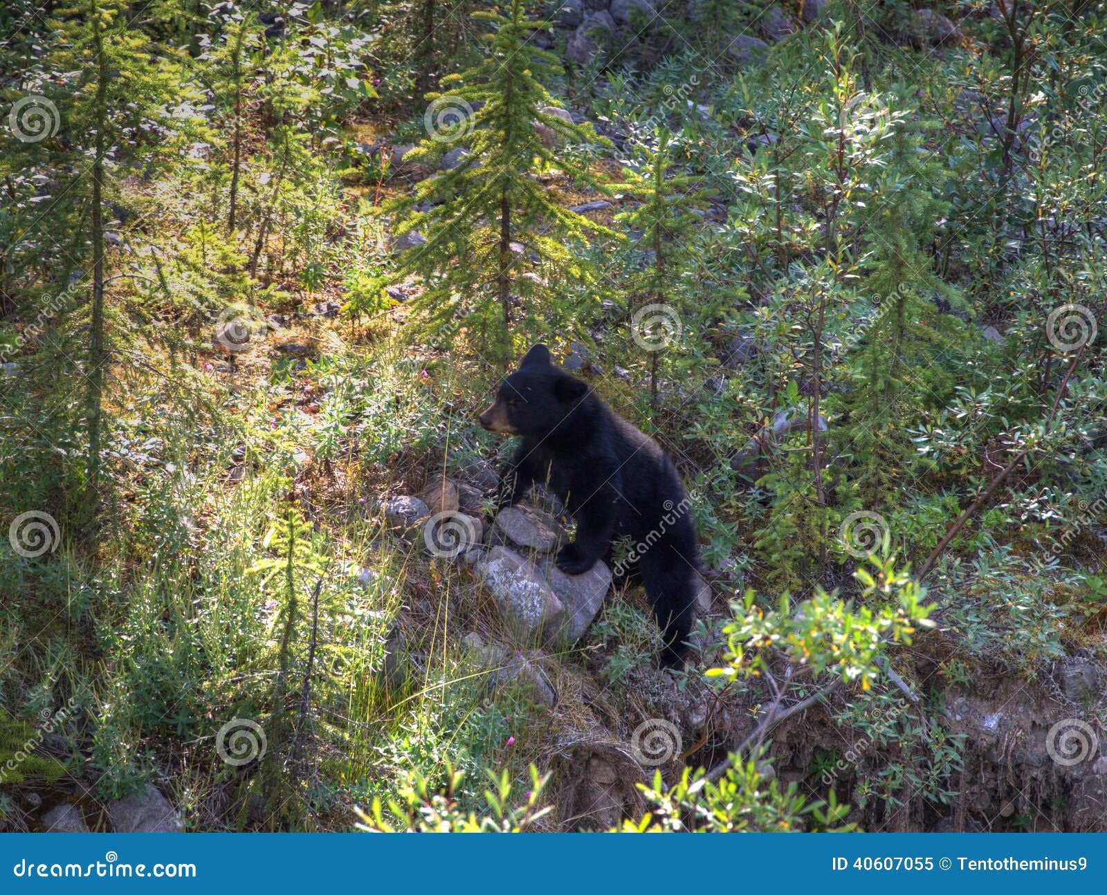 Canadian bear stock image. Image of wilderness, shrubland - 40607055