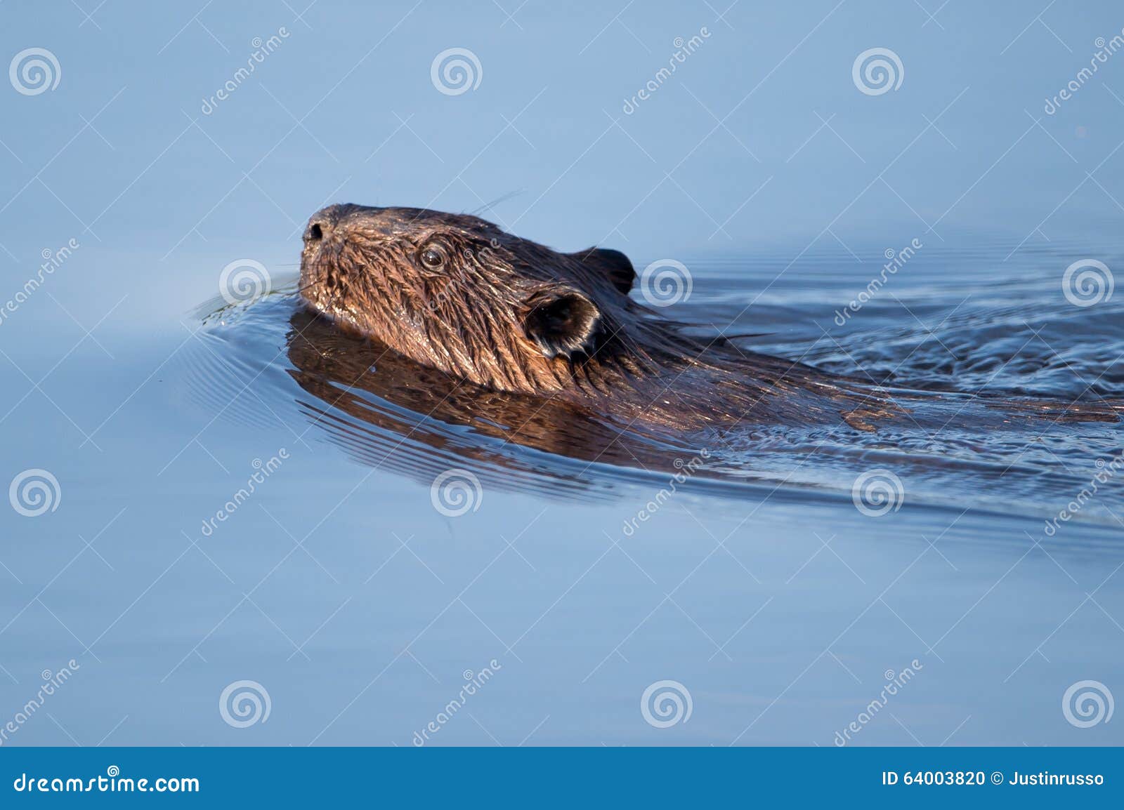 Wet Canadian Beaver Emerges From Dry Grass Royalty-Free Stock ...