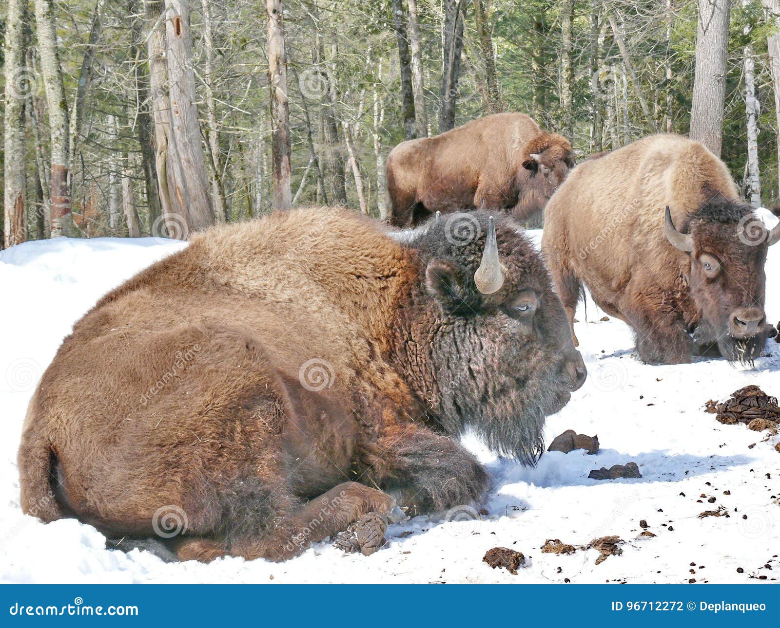 Canadian Bison in winter. stock photo. Image of american - 96712272