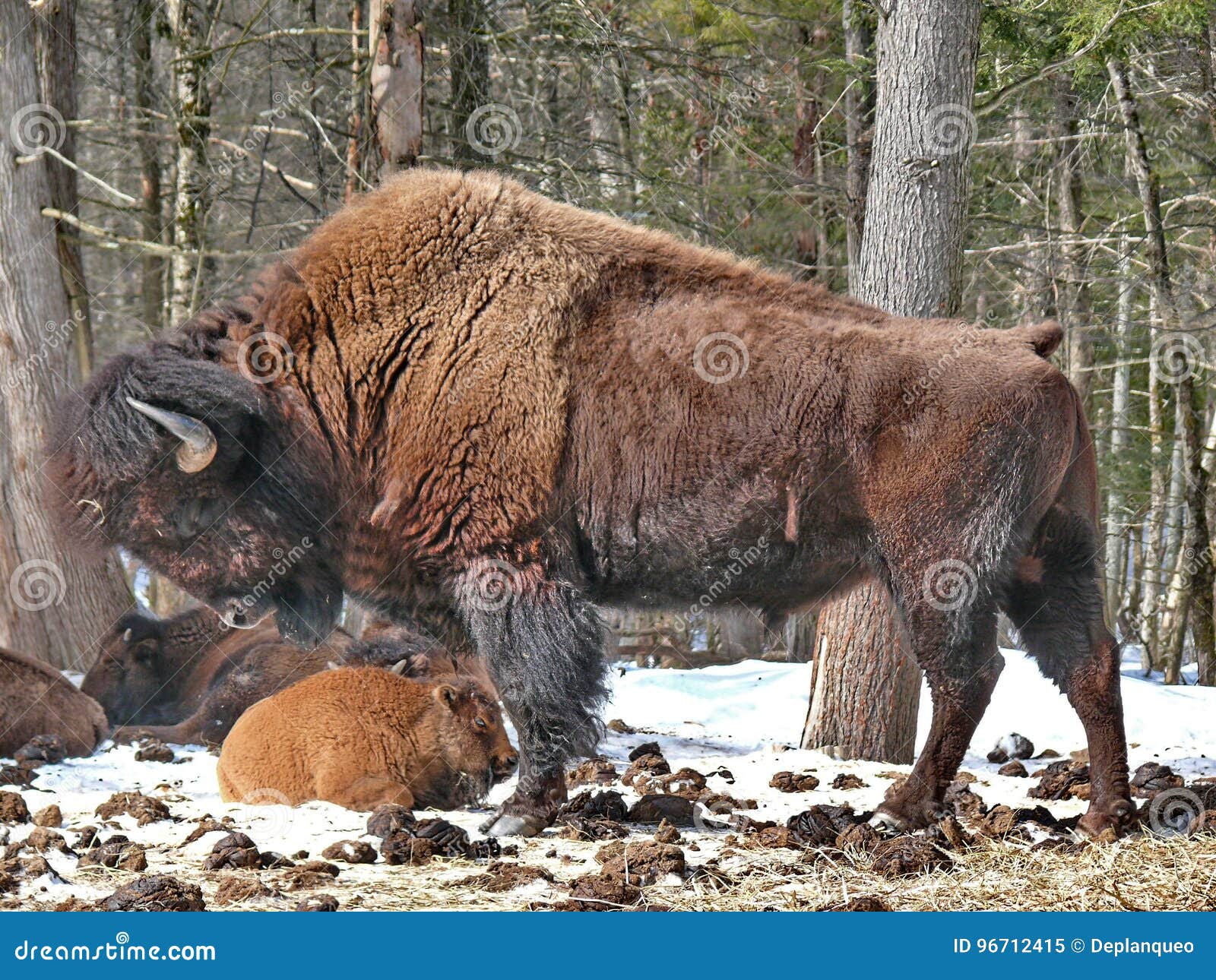 Canadian Bison in winter. stock image. Image of aurochs - 96712415