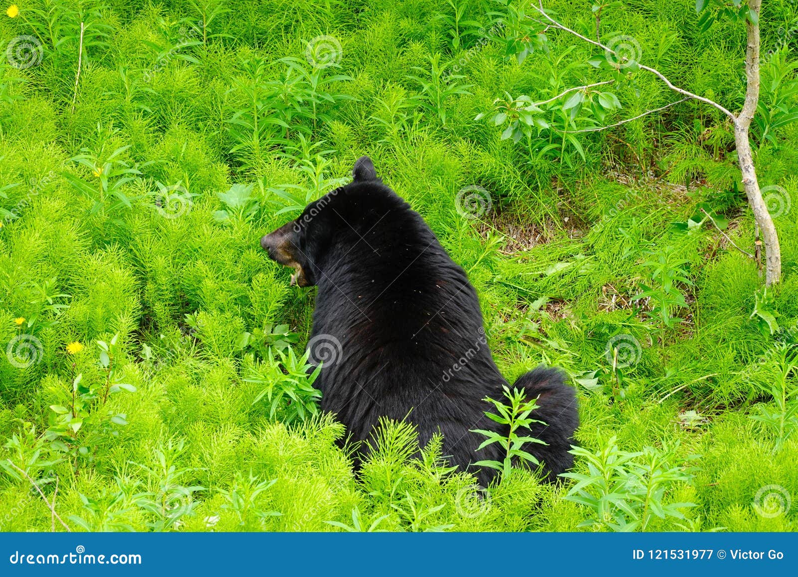 Black bear stock image. Image of black, view, bear, back - 121531977