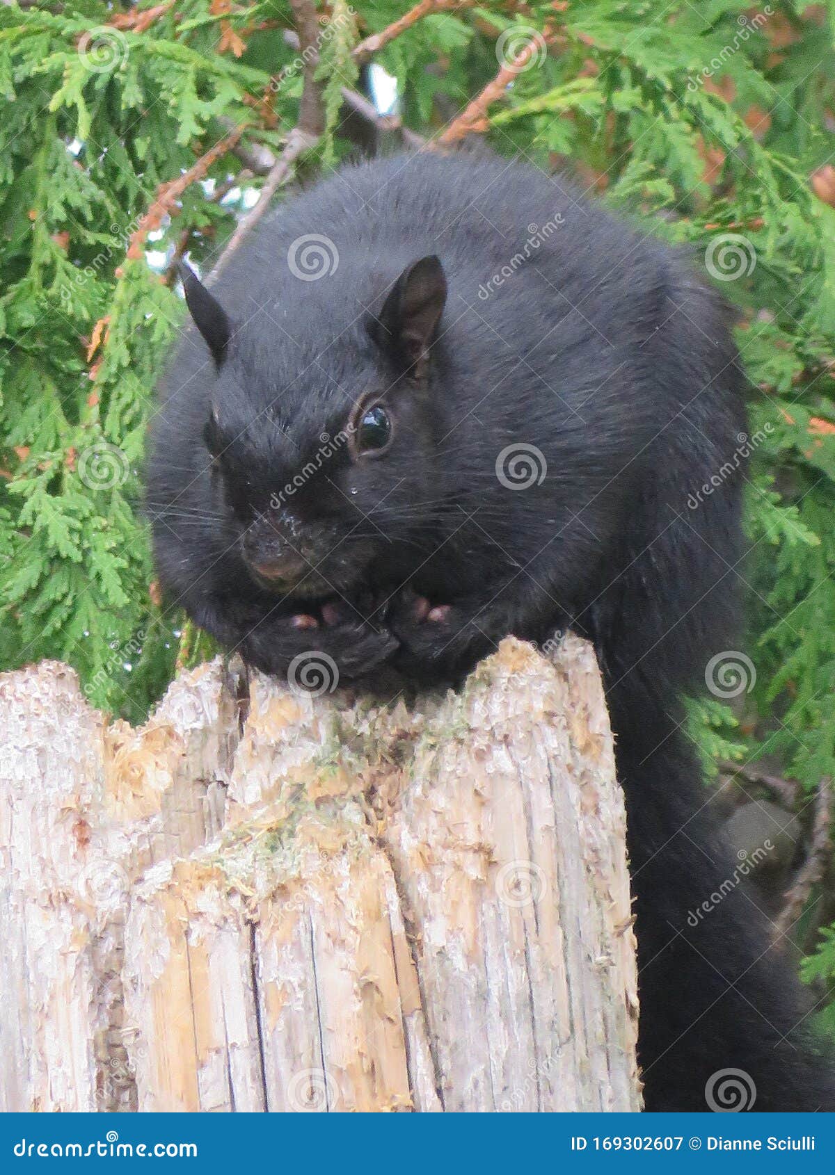 Black Squirrel stock image. Image of wildlife, nature - 169302607