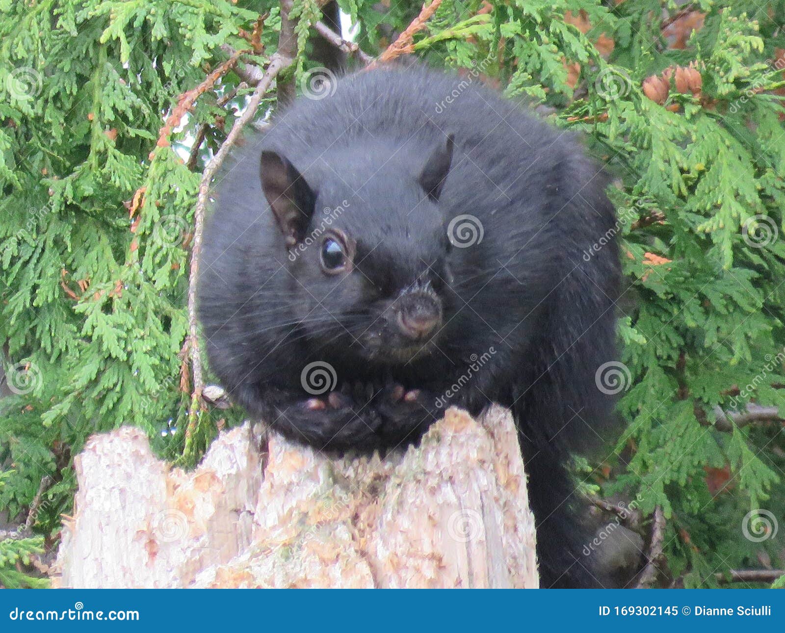 Black Squirrels stock image. Image of squirrel, nature - 169302145