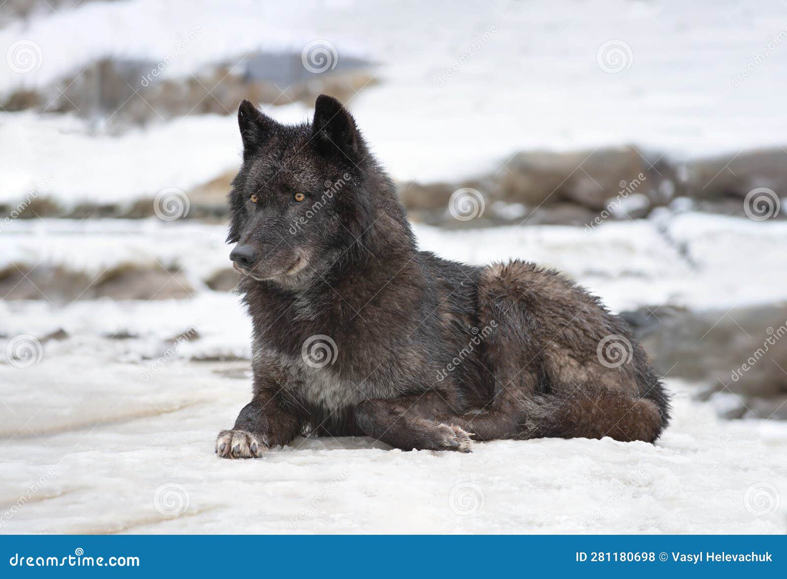 Canadian Black Wolf Lying on Snow Stock Photo - Image of lone, outdoors ...