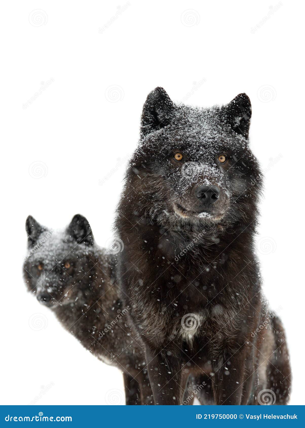 Two Black Wolves In Love