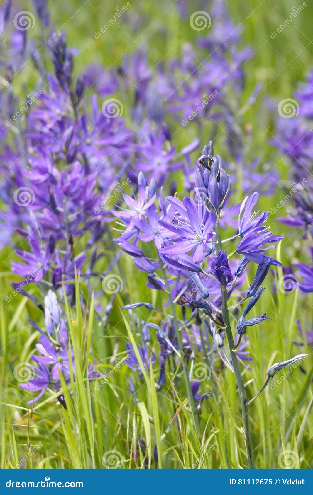 Canadian blue stock image. Image of herb, idyllic, lawn - 81112675