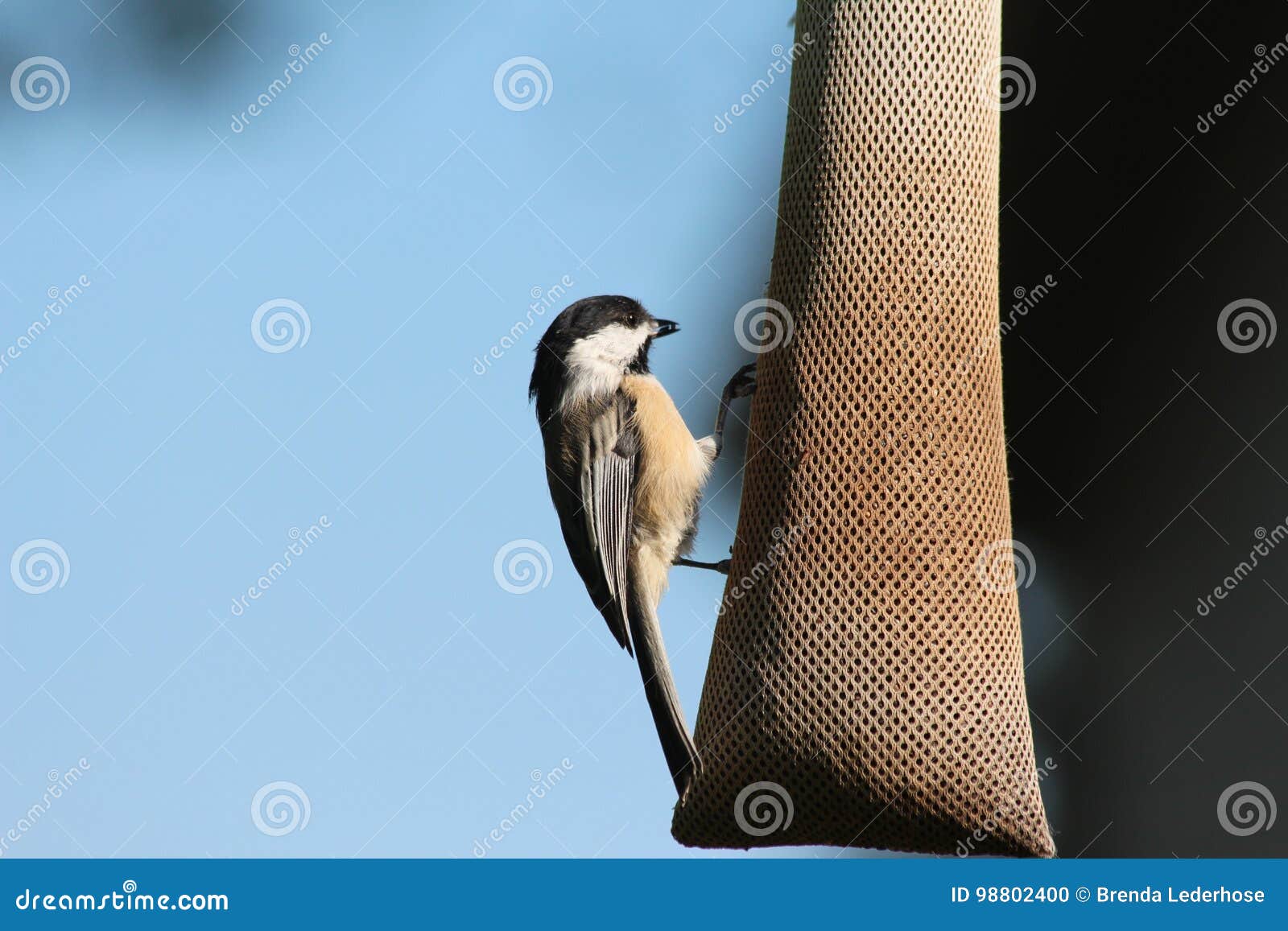 Canadian Chickidee stock photo. Image of breakfast, morning - 98802400
