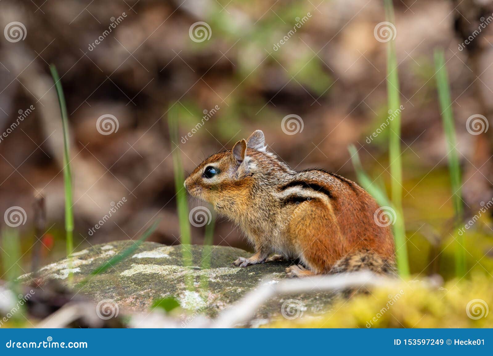 Canadian Chipmunk in the Forest Stock Image - Image of beak, wildlife ...