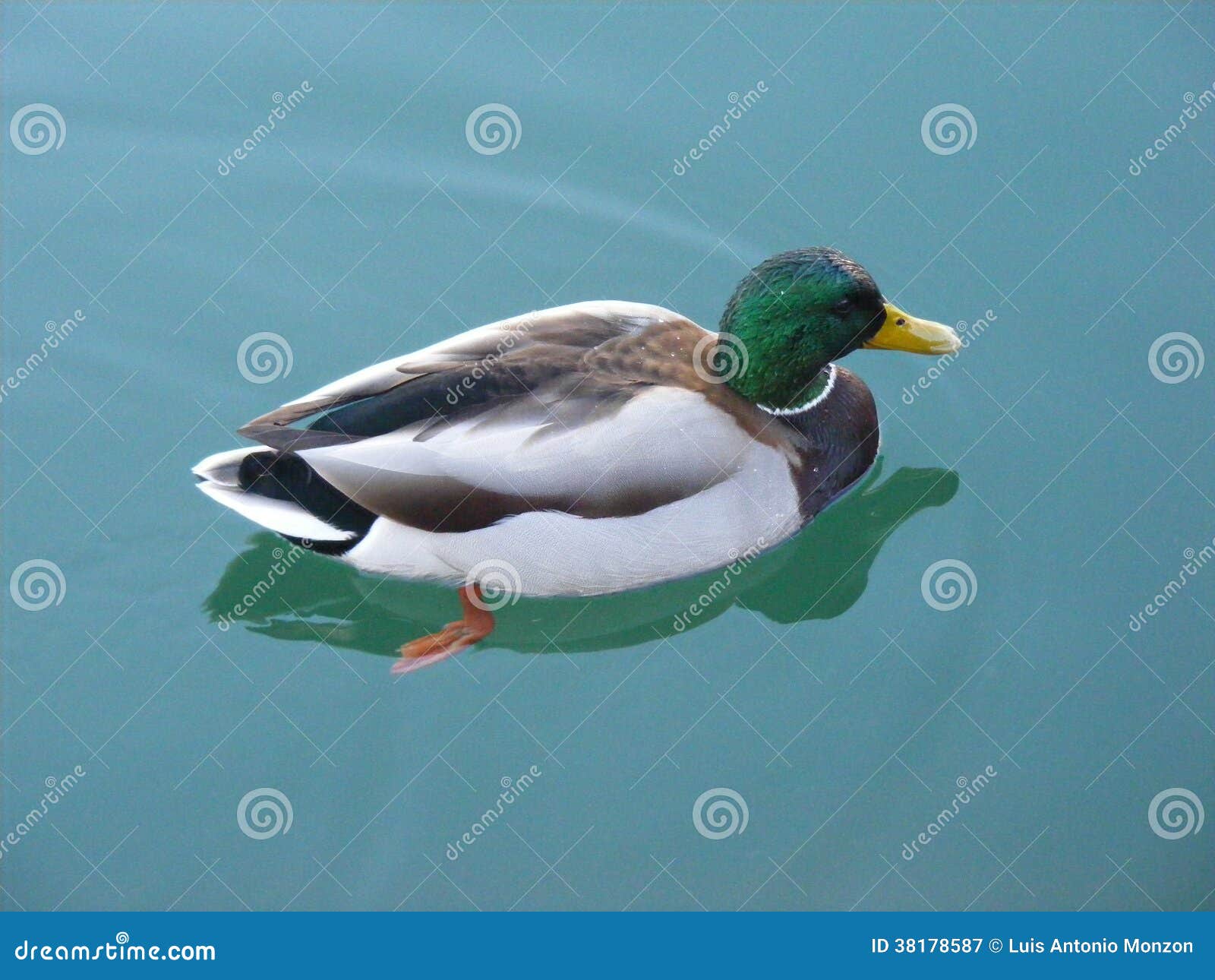 Canadian duck stock image. Image of nature, winter, swimming - 38178587