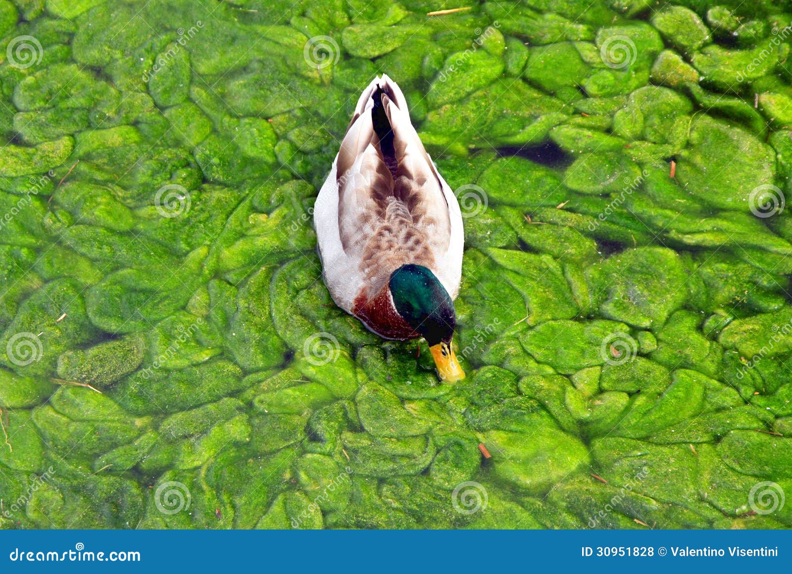 Canadian Duck stock photo. Image of canadian, green, ontario - 30951828