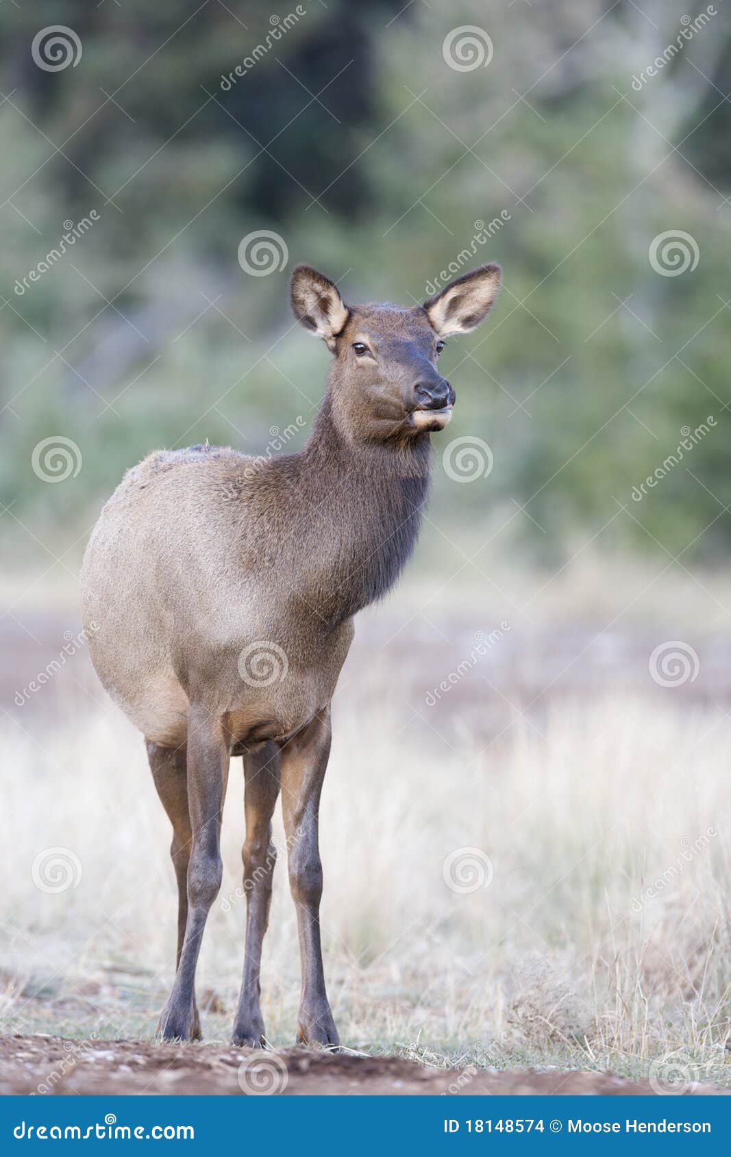 Canadian Elk stock photo. Image of wildlife, prairie - 18148574