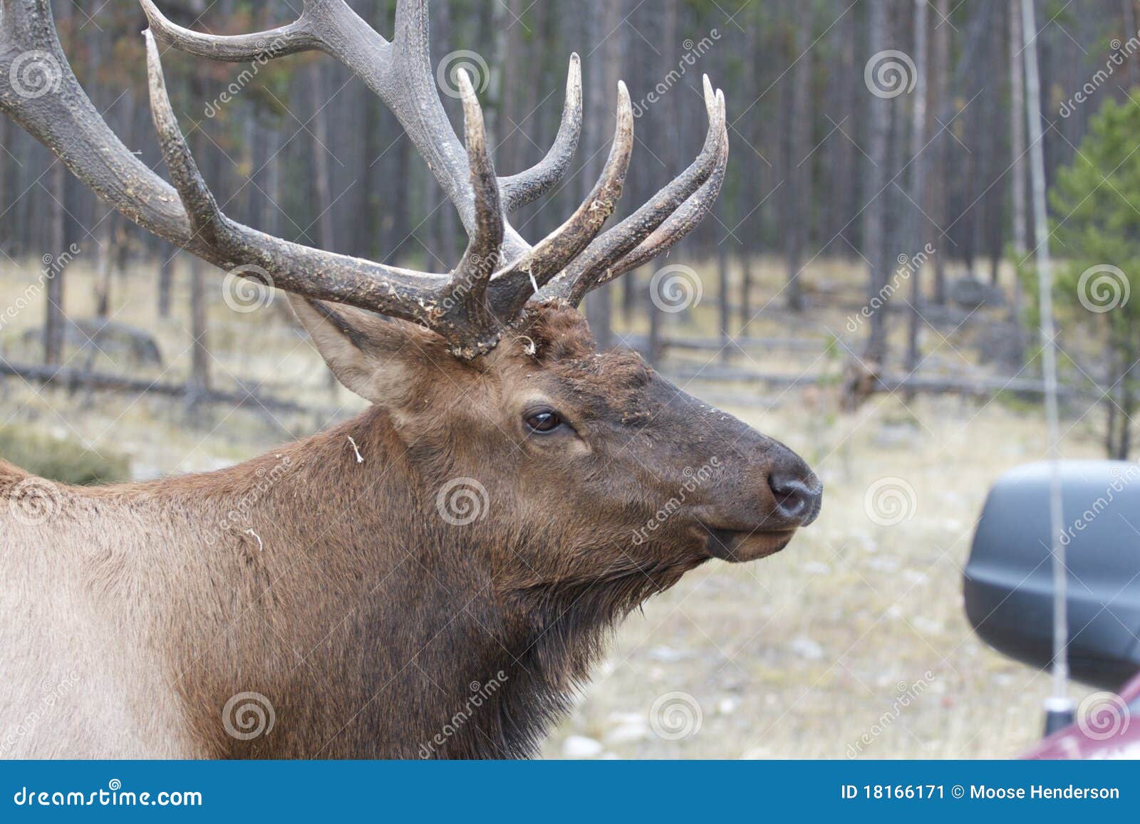 Canadian Elk stock image. Image of mirrow, canada, beast - 18166171