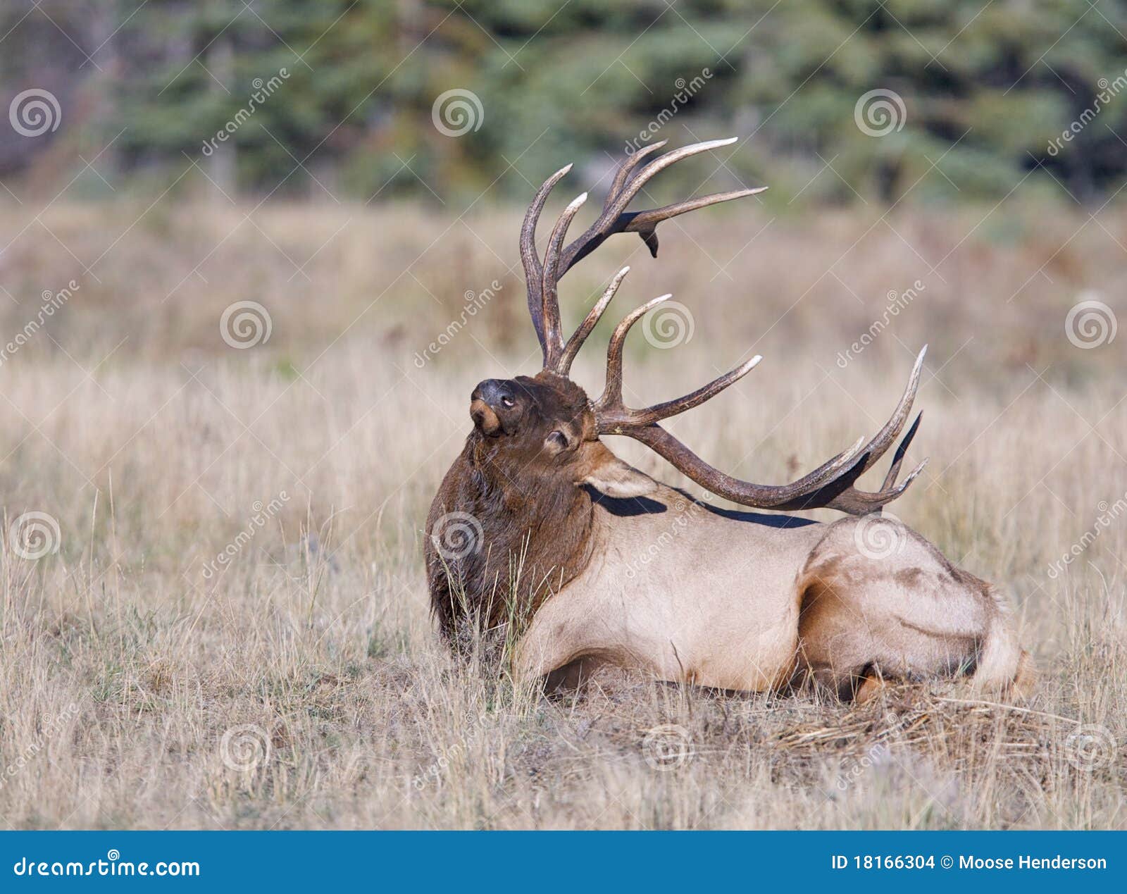 Canadian Elk stock photo. Image of canada, beast, undomesticated - 18166304