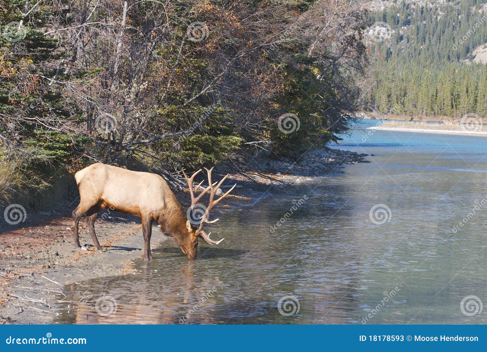 Canadian Elk stock image. Image of creature, canadian - 18178593
